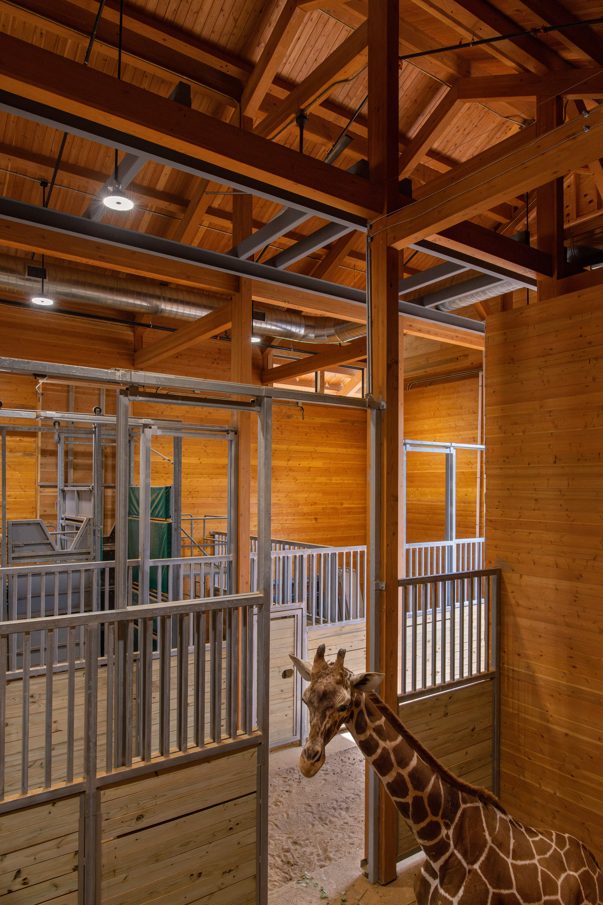 Timberlyne Commercial | San Antonio Zoo Giraffe Barn